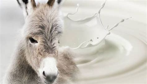 ვირის რძეზე მოთხოვნა იზრდება