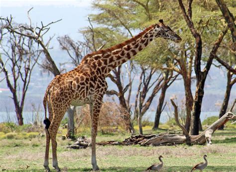 Giraffa Tippelskirchi Masai Giraffe Kenya 2 A Photo On Flickriver