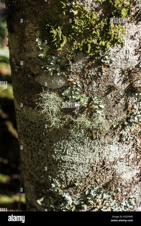 Moss And Lichen On A Tree Trunk Stock Photo Alamy