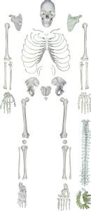 Zx Disarticulated Skeleton For Medical Students Anatomical Body Model
