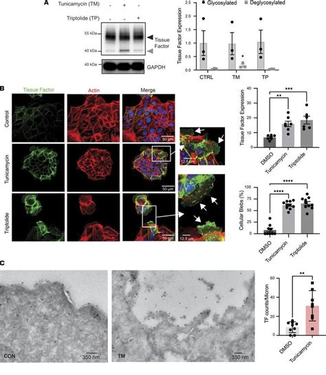 Jci Insight The Unfolded Protein Response Links Er Stress To Cancer Associated Thrombosis