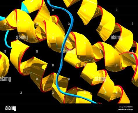Leptin Molecule Computer Model Of Part Of A Molecule Of Leptin A Protein Produced By White Fat