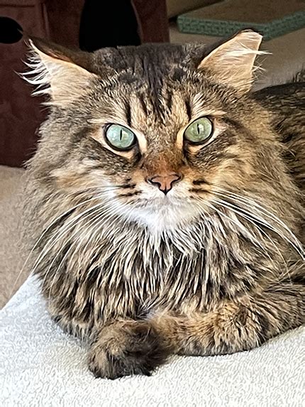 Tabby Tuesday With Simon And His Tail Tale Brians Home