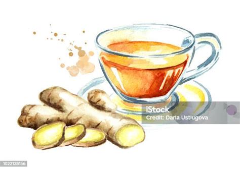 생강 홍차 생강 뿌리 건강 음료의 개념 흰색 배경에 고립 수채화 손으로 그린 그림 건강관리와 의술에 대한 스톡 벡터 아트 및