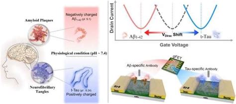 Schematic Illustration Of The Graphene Based Field Effect Transistor