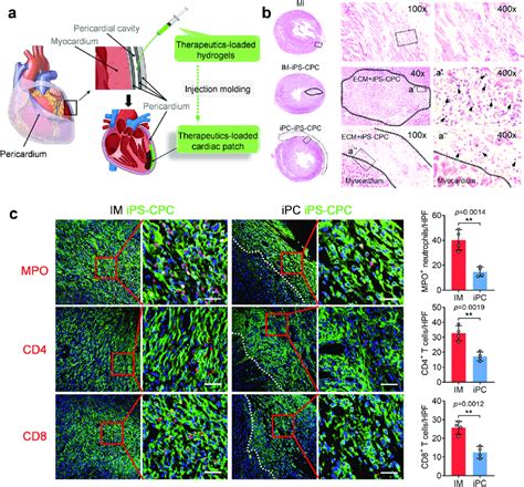 Ipc Injection Mitigates Immune Response As Compared To Im Injection In Download Scientific