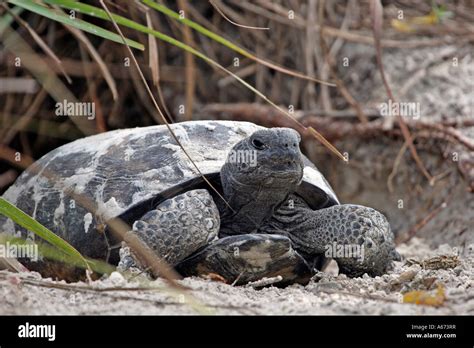 Gopher Turtle In Fron Of Its Sandy Burrow Ft Myers Beach Florida Stock