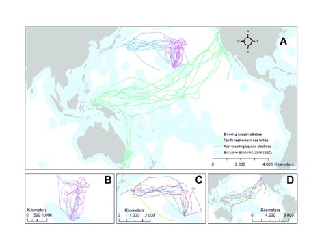 A Migratory Movement Patterns Of Leatherback Sea Turtles Dermochelys