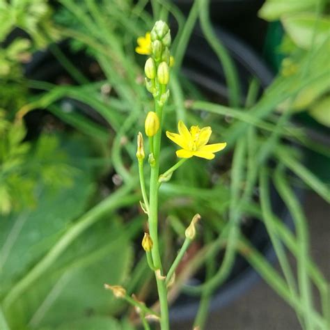 Bulbine Kattenstaartplant Bulbine Frutescens Bio Zaad