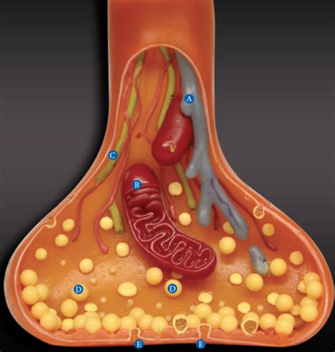 1 Midterm Models Flashcards Quizlet