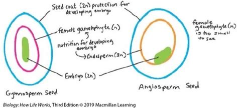 Biol 1108 Ch 28 Plant Reproduction Exam 2 Flashcards Quizlet