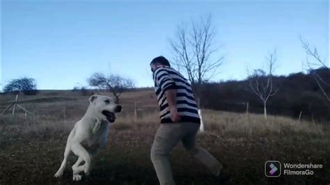 თარეშა თაშო ქართული ნაგაზი Tasho Georgian Shepherd Georgian