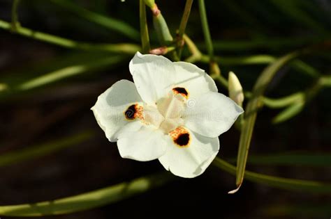 African Iris Dietes Iridioides In The Garden Stock Image Image Of