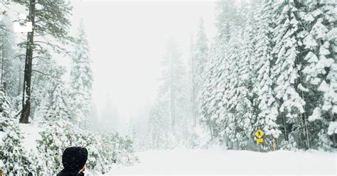 낮에 눈에 덮인 푸른 소나무 사이로 검은 스키 폴을 들고 있는 사람 사진 Unsplash의 무료 미국 이미지