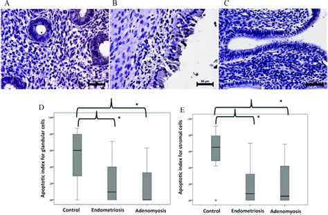 From A To C Are Endometrial Micrographs From Control And Experimental