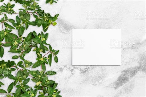 나뭇잎과 회색 콘크리트 배경에 있는 하얀 수채화 종이의 구성 나뭇잎이 있는 나뭇가지 빈 카드 자연 모형 생태 포스터 평면도 평면도 클로즈업 복사 공간 0명에 대한 스톡 사진