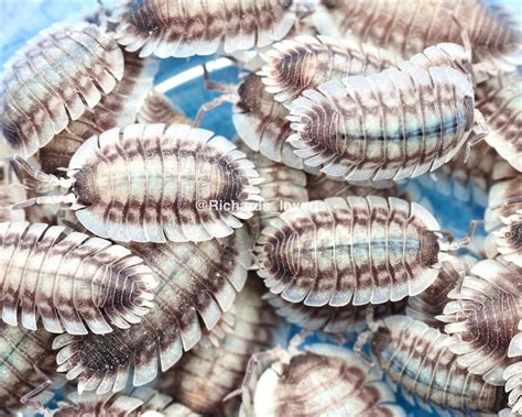 Porcellio Isopods Richards Inverts