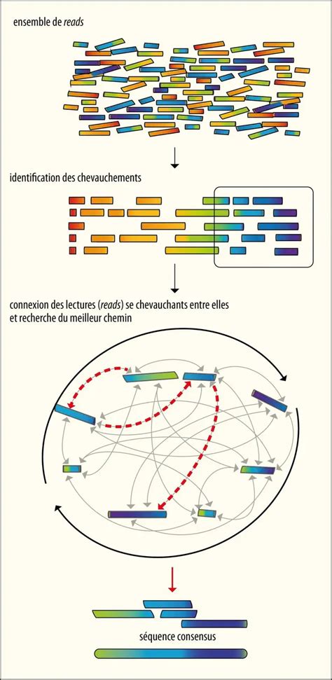 Principe De Lapproche Olc Overlap Layout Consensus Pour Lassemblage
