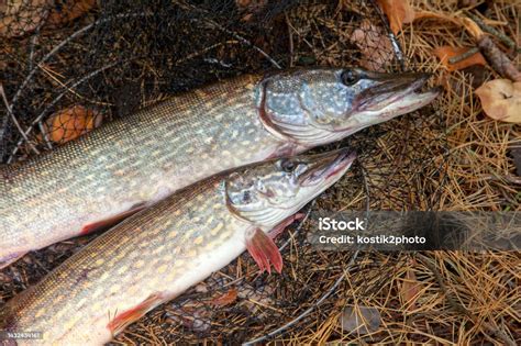 민물 파이크 물고기 두 개의 민물 파이크 물고기는 가을 시간에 그물을 유지에 놓여있다 가을에 대한 스톡 사진 및 기타 이미지