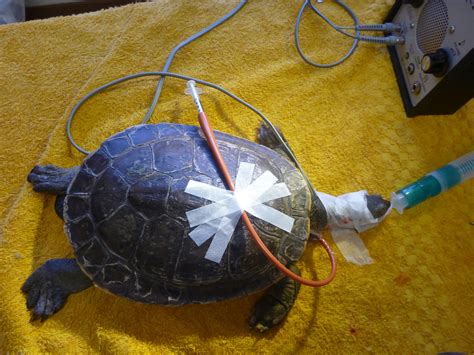 How I Treat Shell Rot In Turtles Vet Tails