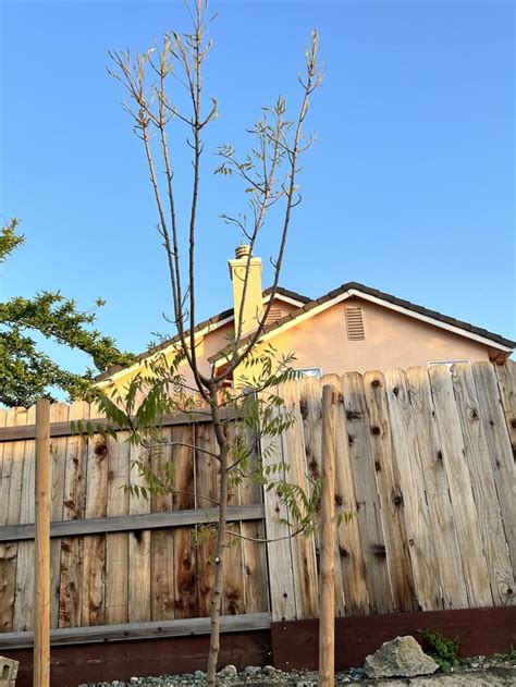 Chinese Pistache Trees R Arborists