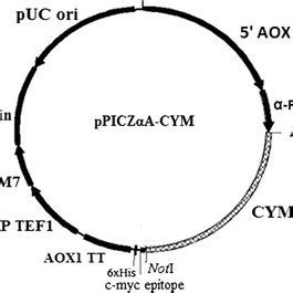 Milk Clotting Activity Of Chymosin At Different Values Of Temperature
