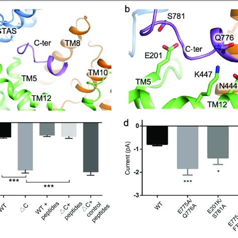 C Terminus Binding Alters Transport Function A The C Terminal Sequence Download Scientific