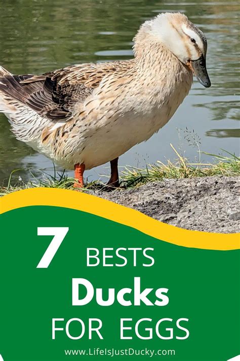 Best Ducks For Eggs 7 Highly Productive Duck Breeds Life Is Just Ducky