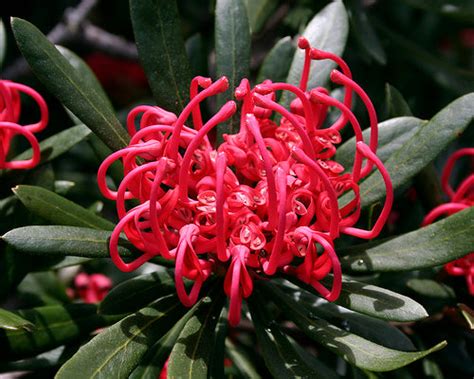 Grassy Knoll Exotic Plants Grassy Knoll Exotic Plants
