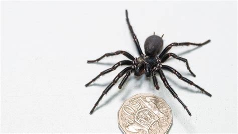 Largest Ever Male Specimen Of Australias Most Dangerous Spider Found