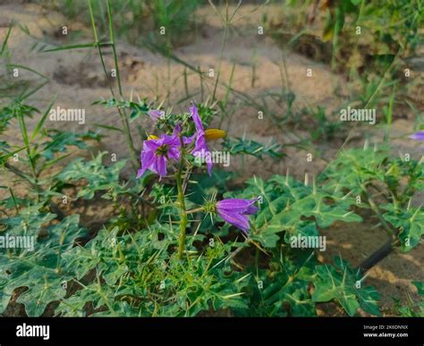 Choti Kateri Fotos Und Bildmaterial In Hoher Auflösung Alamy