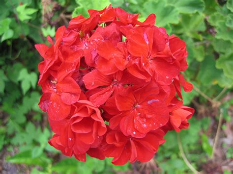 File Unidentified Red Flowers Wikimedia Commons