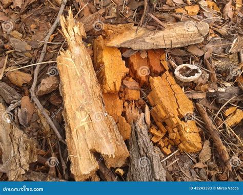 Tree Bark Pieces Stock Image Image Of Pieces Natural 43243393
