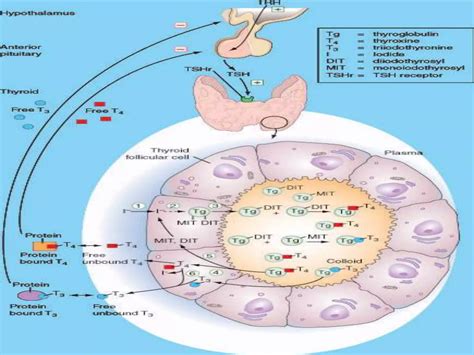 Thyroid Function Tests Pptx