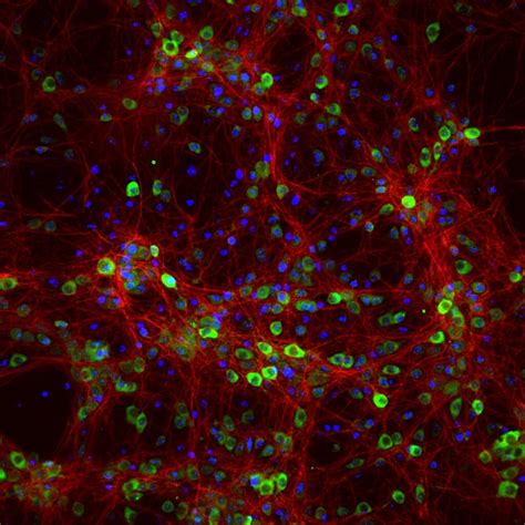 Fluorescence Nc Dna Day Blog