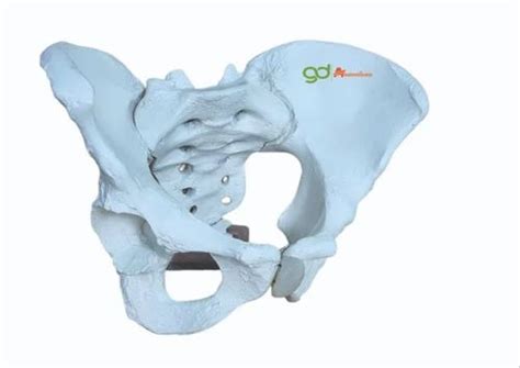 Birth Demonstration Models At ₹ 1500 Piece Ambala Id 2851014724330
