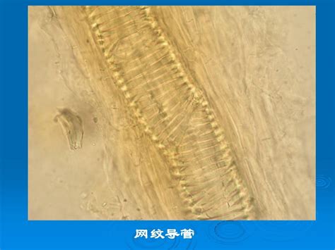 中药鉴定学粉末鉴别汇总 图 Word文档在线阅读与下载 文档网