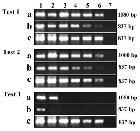 Comparison Of The Detection Sensitivity Between Different Nested Pcr Download Scientific
