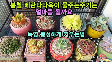 다육이♡ 봄철 베란다다육이 물주는주기는 얼마쯤 될까요💓 녹영 풍성하게 키우는방법💓 Youtube