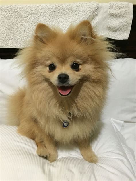 How Much Toy Pom At Erin Wright Blog