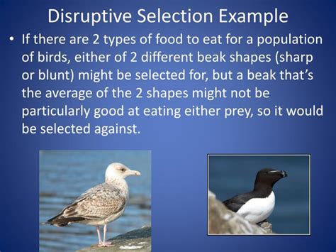 Ppt Types Of Natural Selection Notes Powerpoint Presentation Id 2744250