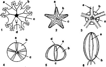 Echinoderms Symmetry