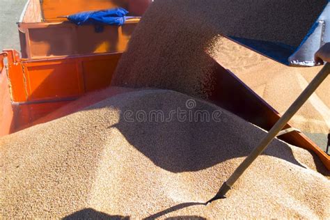 A Large Bucket Fills The Grain Into The Back Of The Truck Loading The Grain Close Up Stock