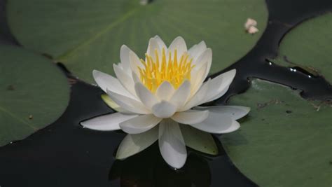 식물 수련 식물 생물종 Bric