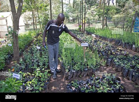 Gardener With Young Seedlings In Pots In Tree Nursery Elsamere Lake