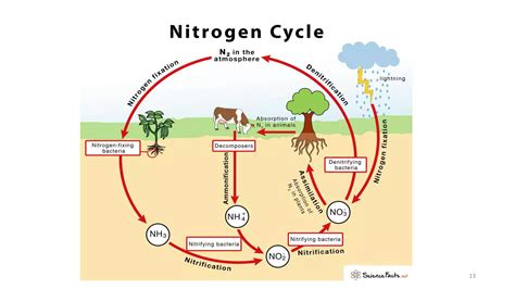 Nutrient Cycle Pptx
