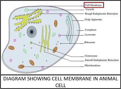 Difference Between Cell Wall And Cell Membrane With Comparison Chart Biology Reader