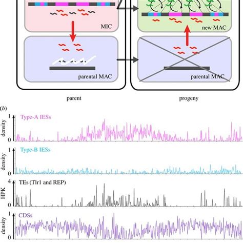 Regulation Of DNA Elimination By Small RNAs A A Model For Small Download Scientific Diagram
