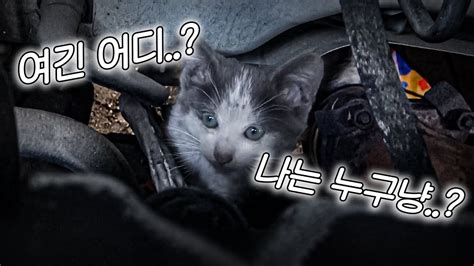 동네에 울려 퍼진 고양이 울음소리를 따라가보고 모두가 놀란 이유 Youtube