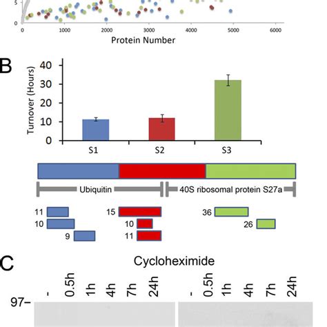 Protein Isoform Identification From Protein Sequence Segmentation A Download Scientific